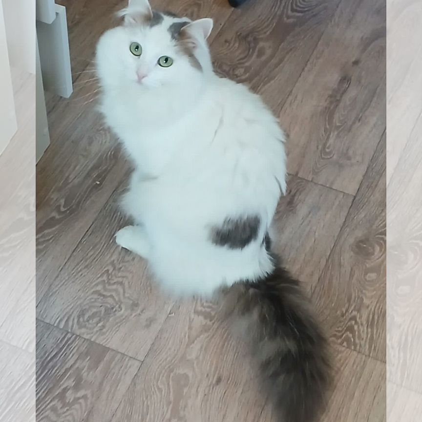 Отдам кота бесплатно