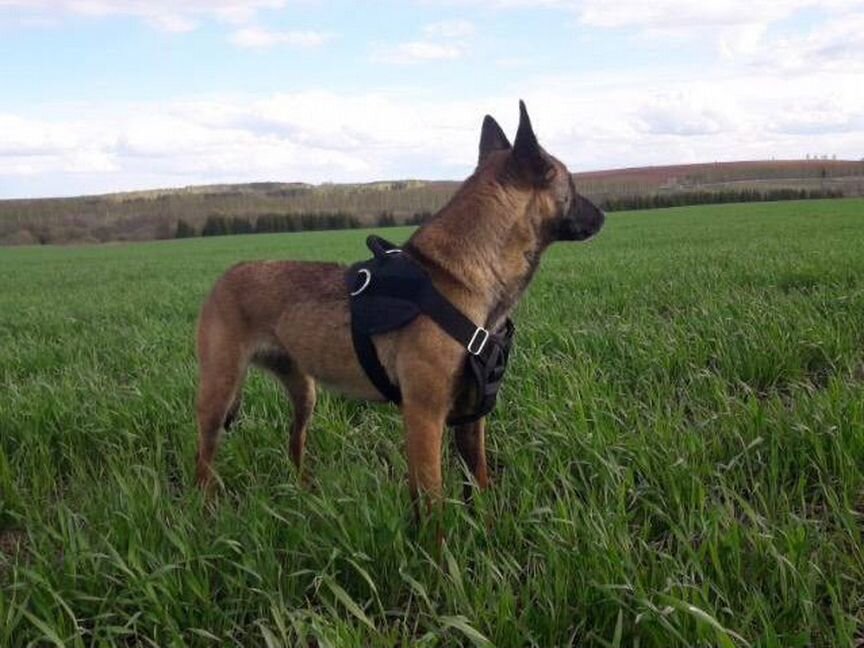 Бельгийская овчарка щенки