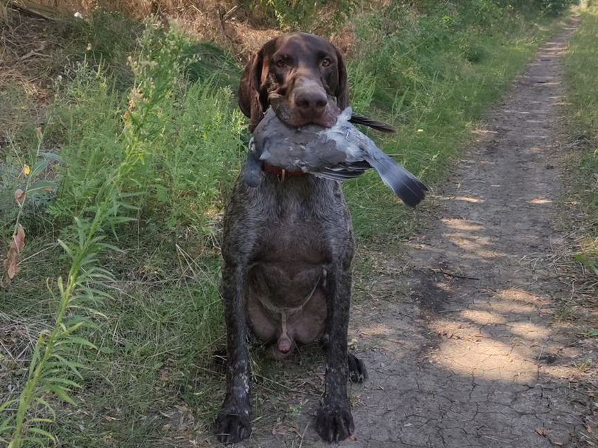 Кабель Курцхаар вязка