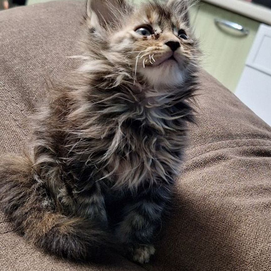 Мейн-кун котёнок