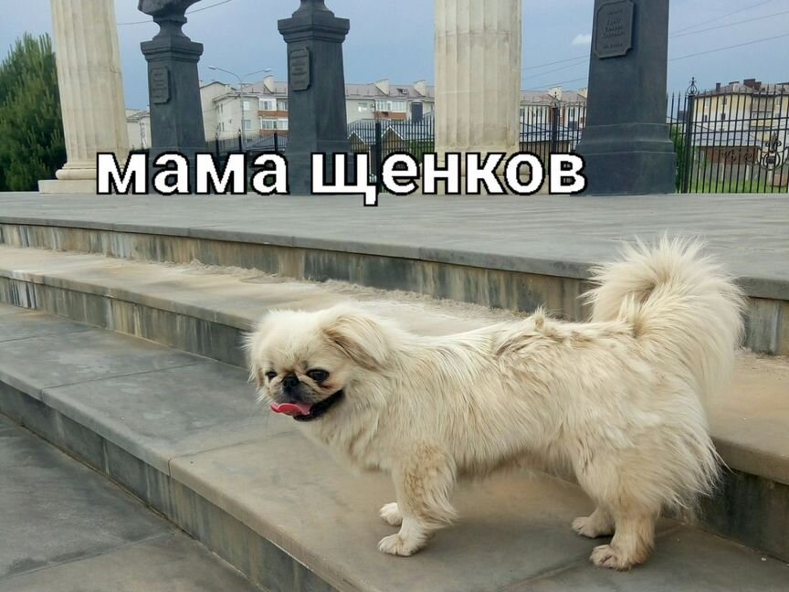 Щенки пекинеса