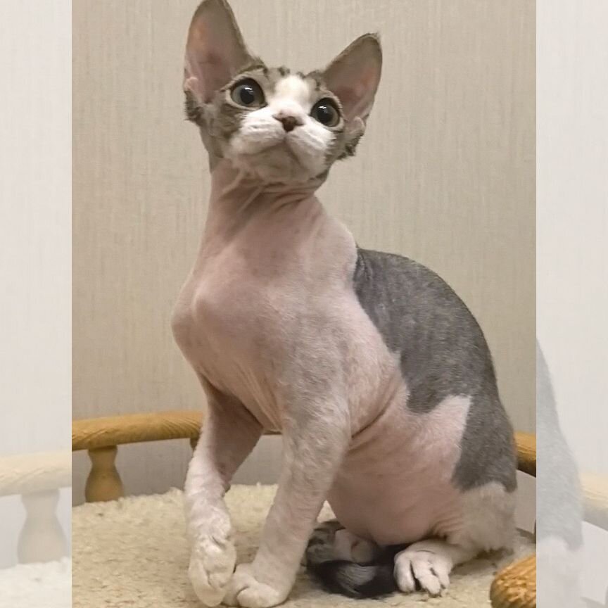 Девон-рекс котёнок