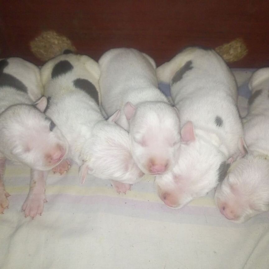 Американский стаффордширский терьер