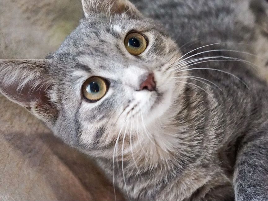 Тиана в дар