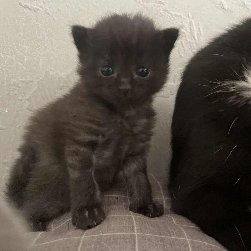 Котята в добрые руки бесплатно