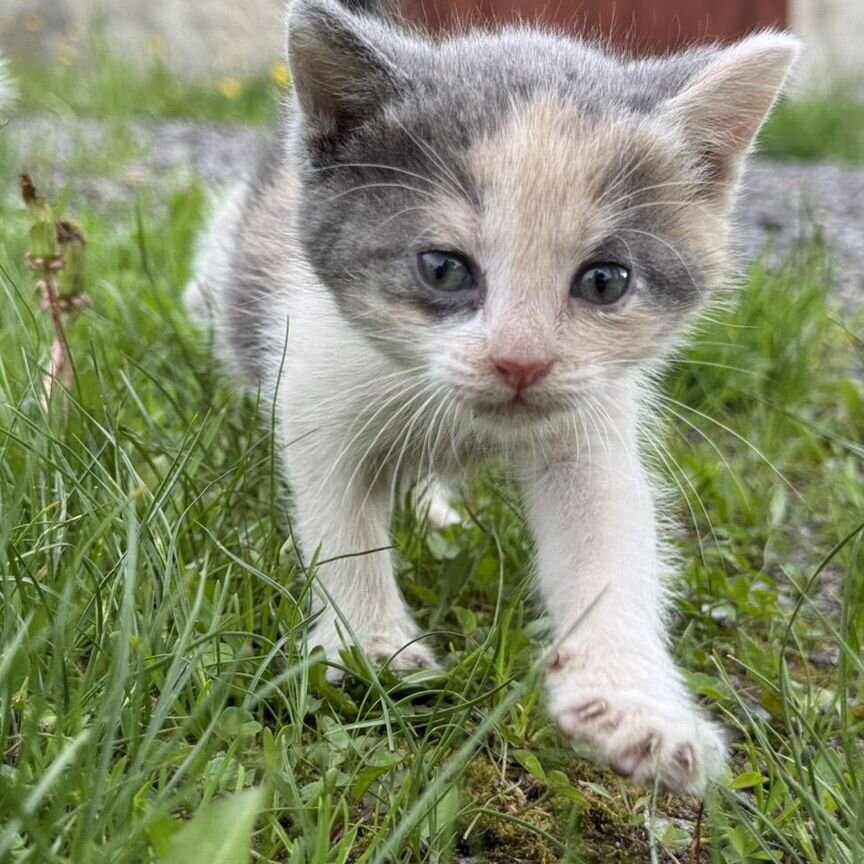 Котёнок в добрые руки