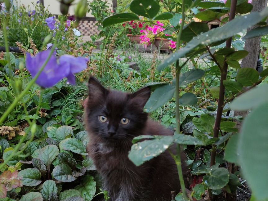 Котенок ищет хозяйку