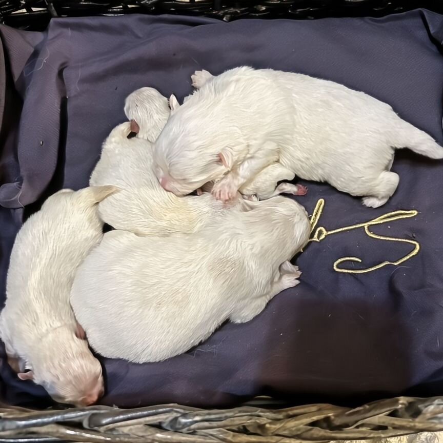 Померанский шпиц, щенок