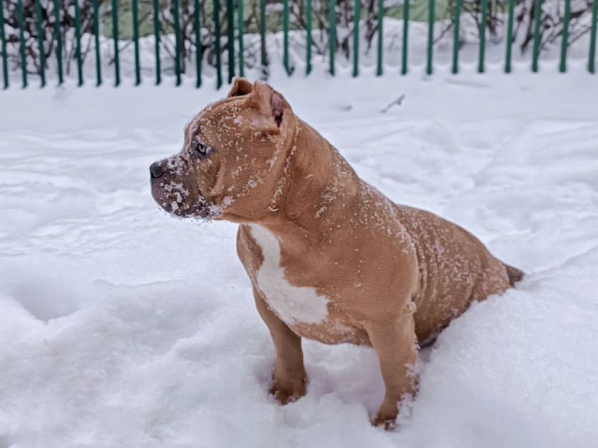 Американский булли покет