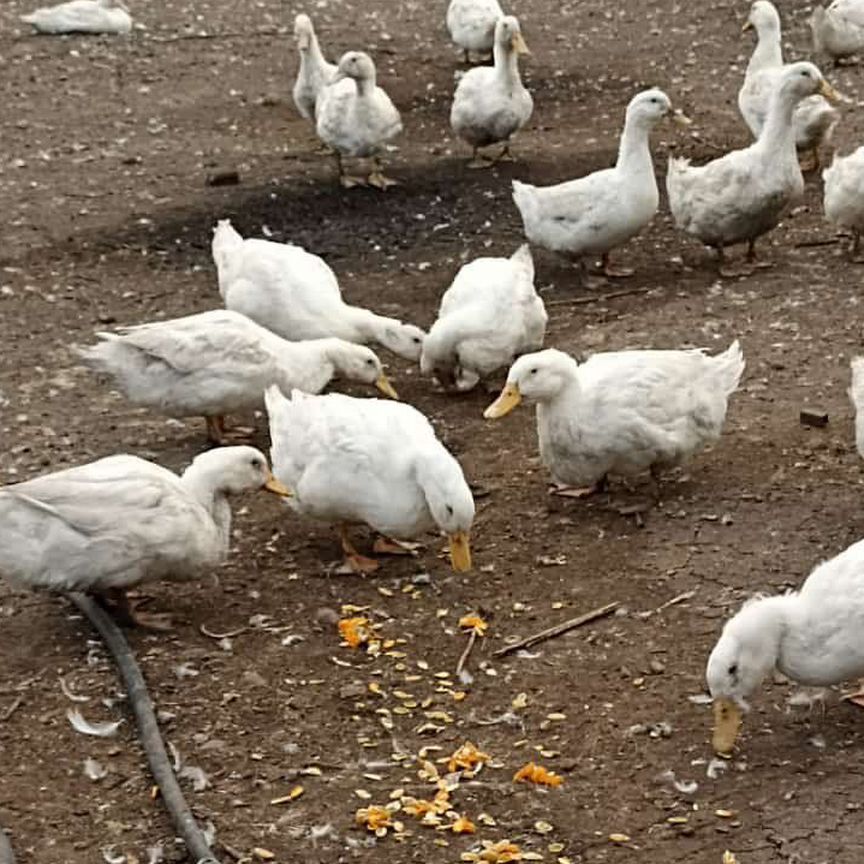 Бройлерные утки