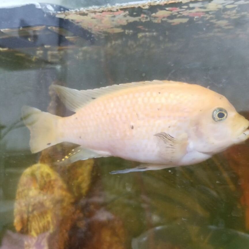 Аквариумная рыбка