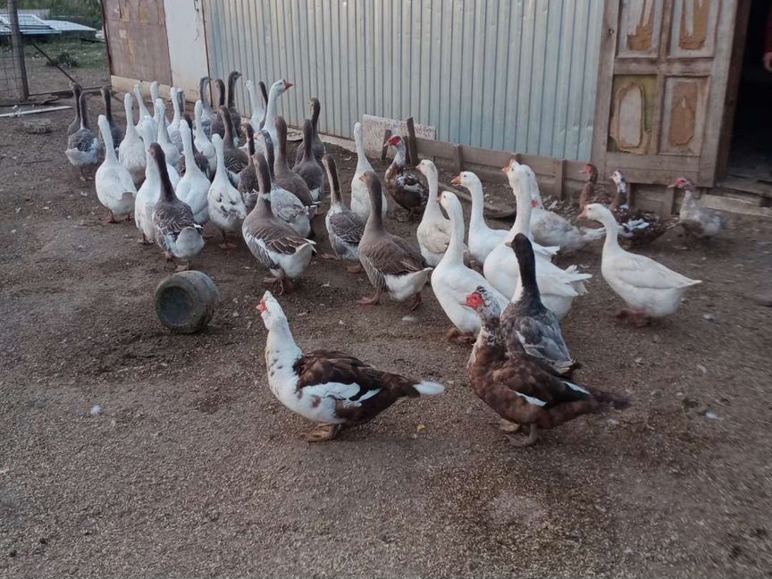 Гуси домашние