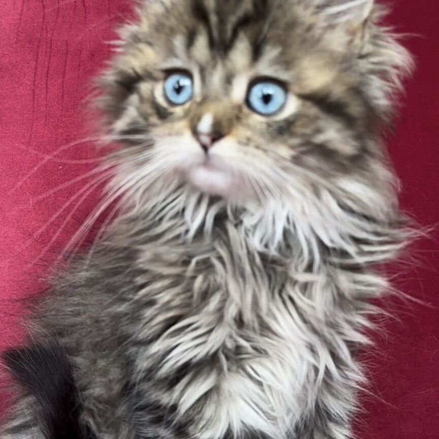 Девочка голубоглазая Мейнкун