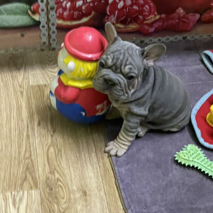 Бигроп вельвет