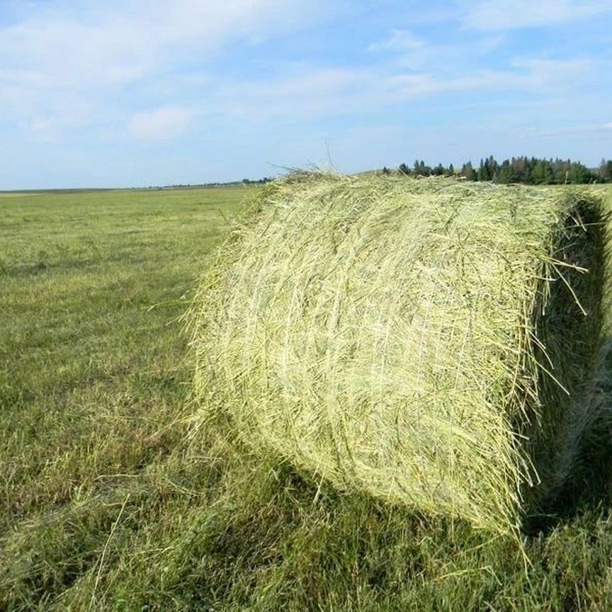 Сено в рулонах