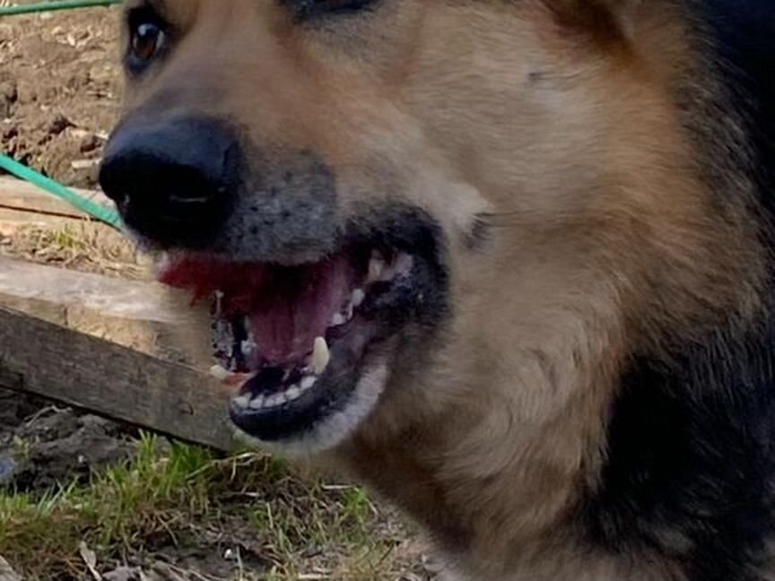 Овчарка в добрые руки