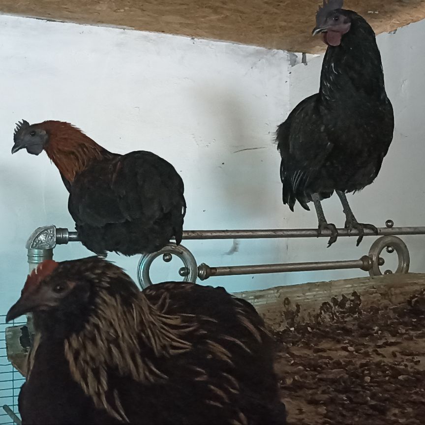 Молодые петухи