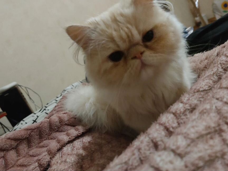 Персидский кот