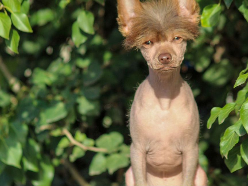 Китайская хохлатая голая