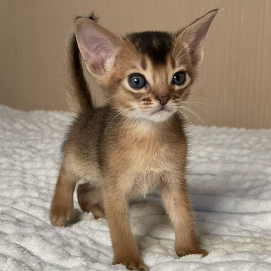 Абиссинские котята