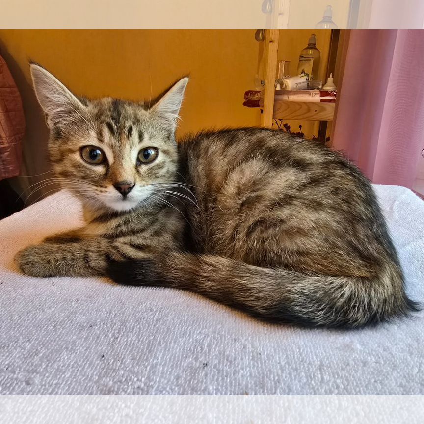 Котёнок девочка, 3 месяца, в добрые руки