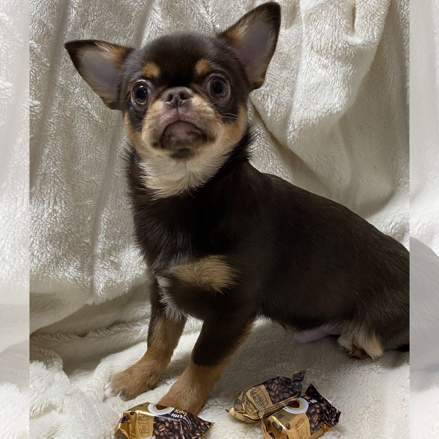 Чихуахуа мальчики