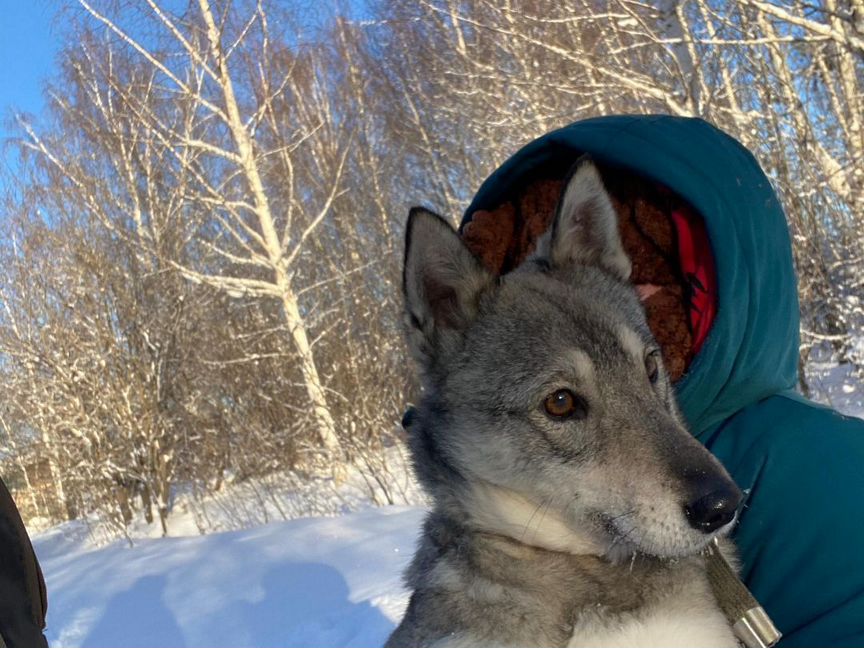 Красивая Мия, чехословацкий влчак