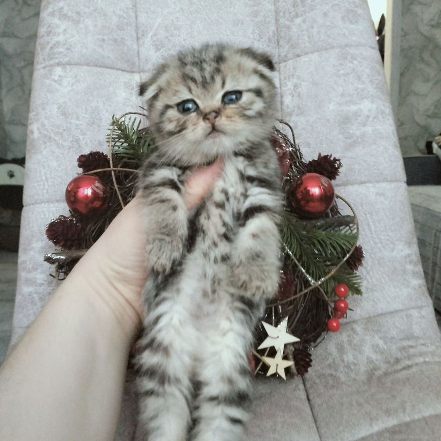 Шотландская вислоухая