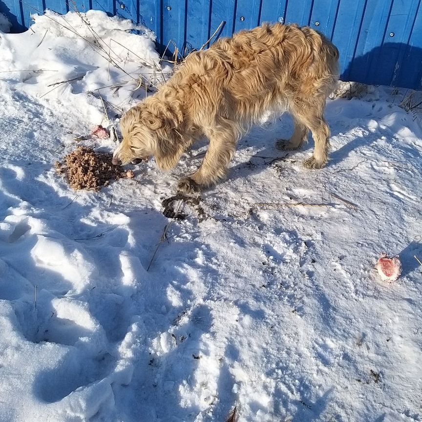 Кокер спаниель, взрослая собака