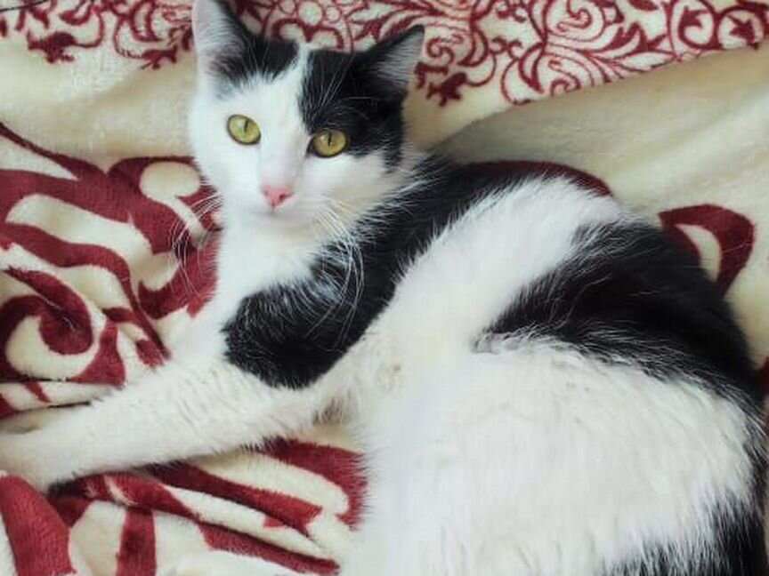 Котенок Миша в хорошую семью бесплатно