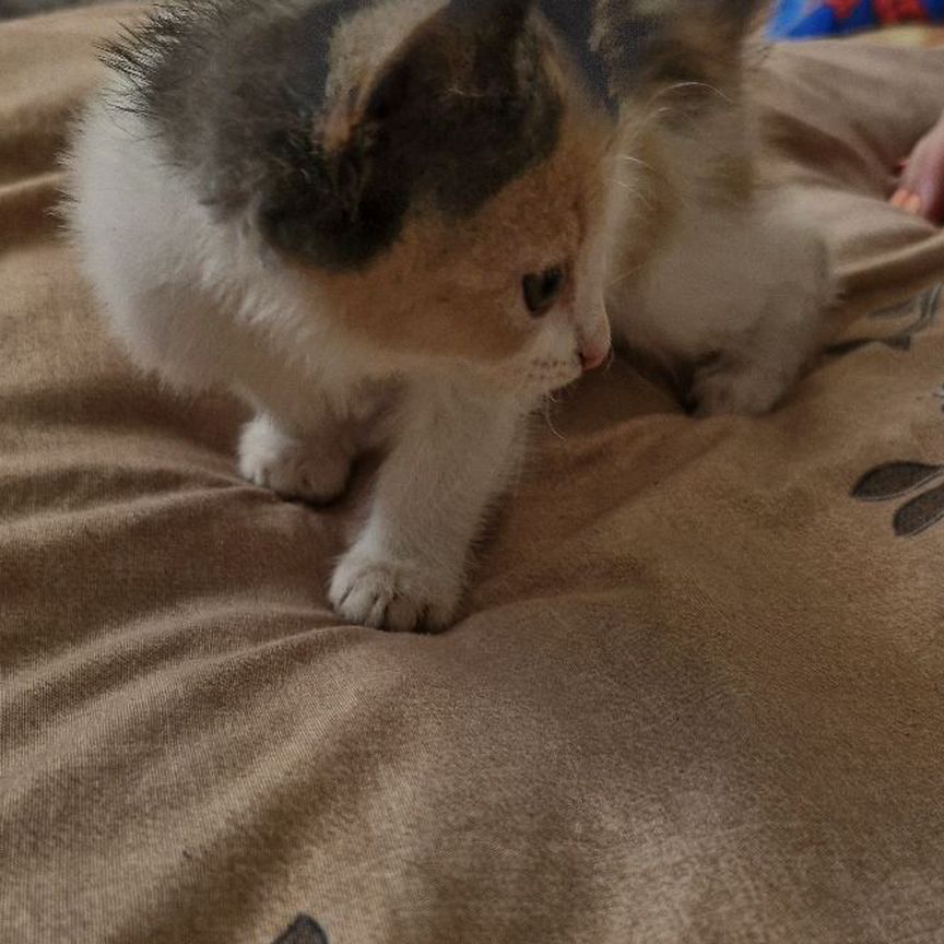 Отдам в добрые руки красавицу малышку