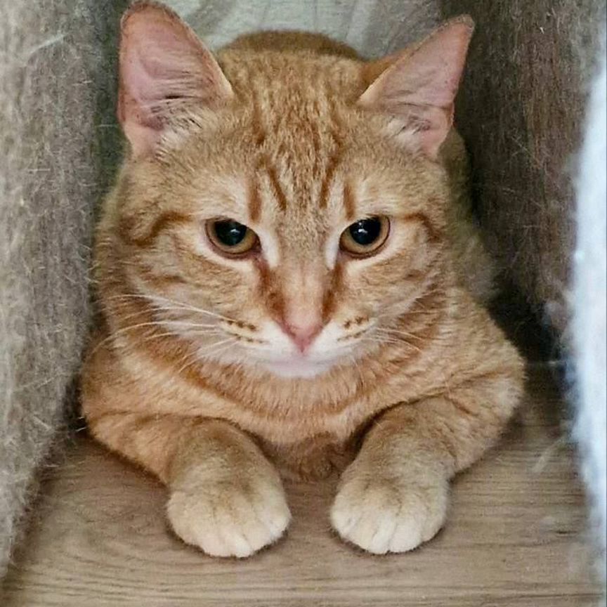 Котик Мандарин в поисках дома