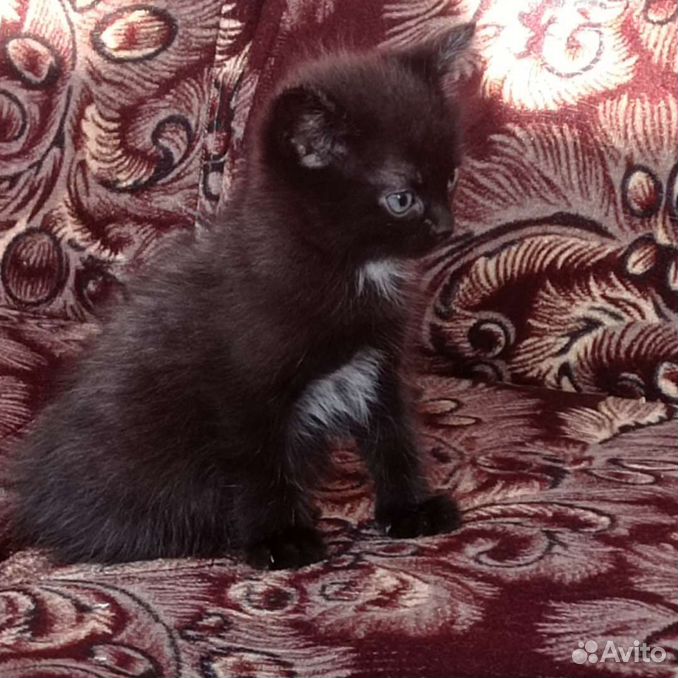 Британский котёнок бесплатно