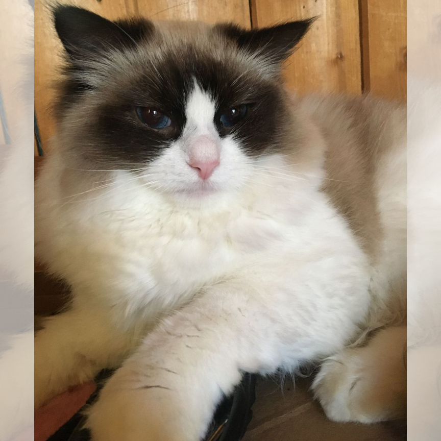 Рэгдолл, взрослый кот