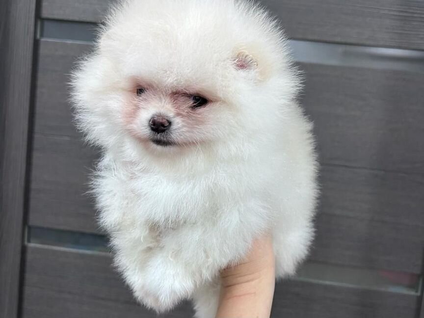 Померанский шпиц