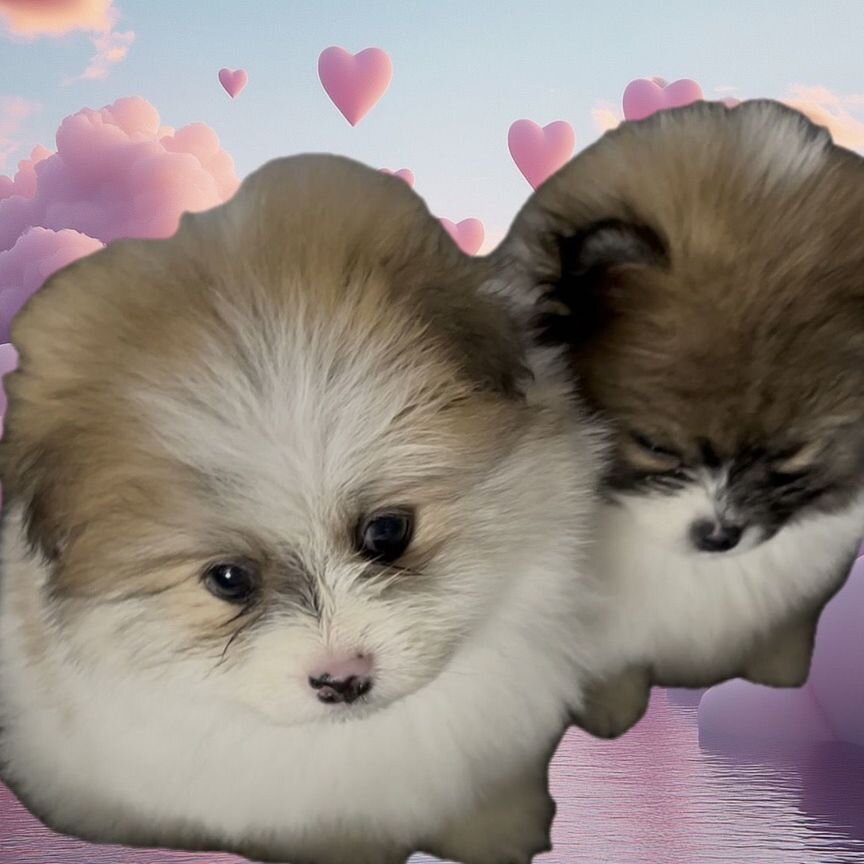 Померанский шпиц, щенок