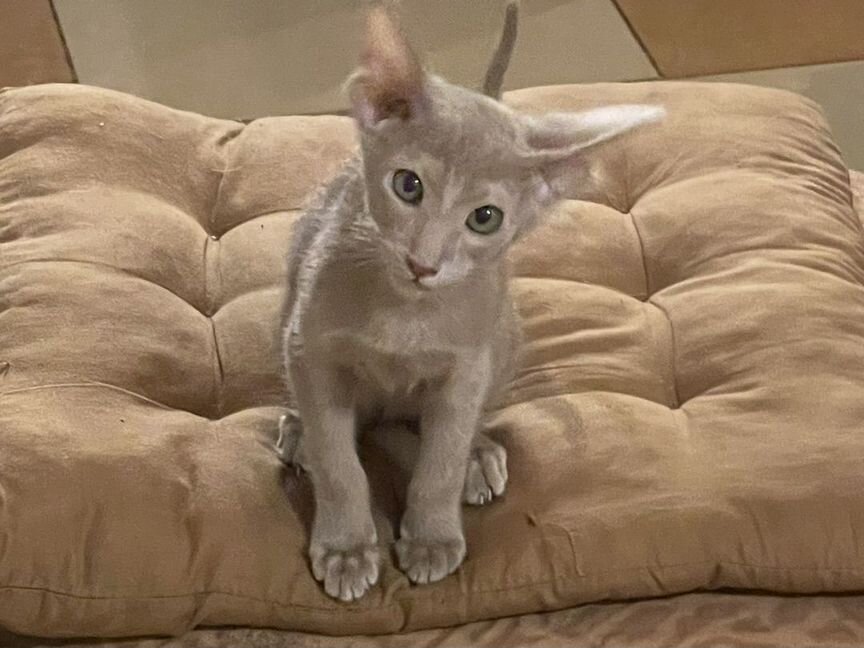 Ориентальная