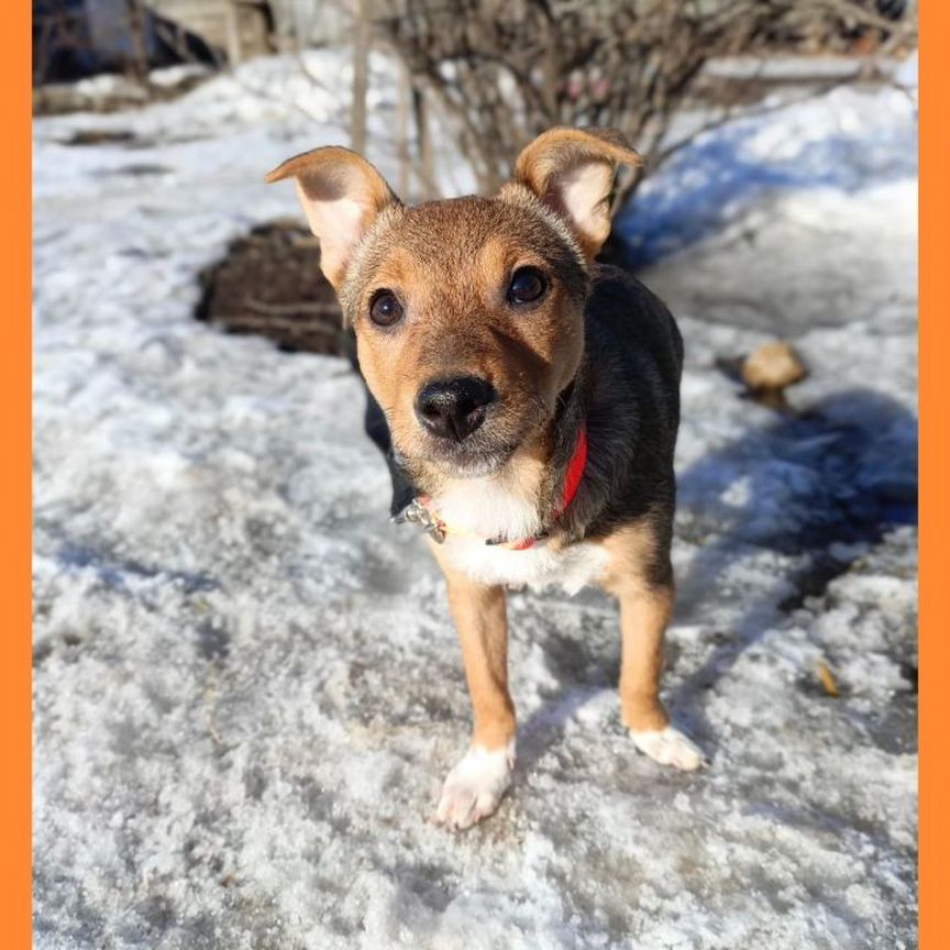 Щенки бесплатно в добрые руки