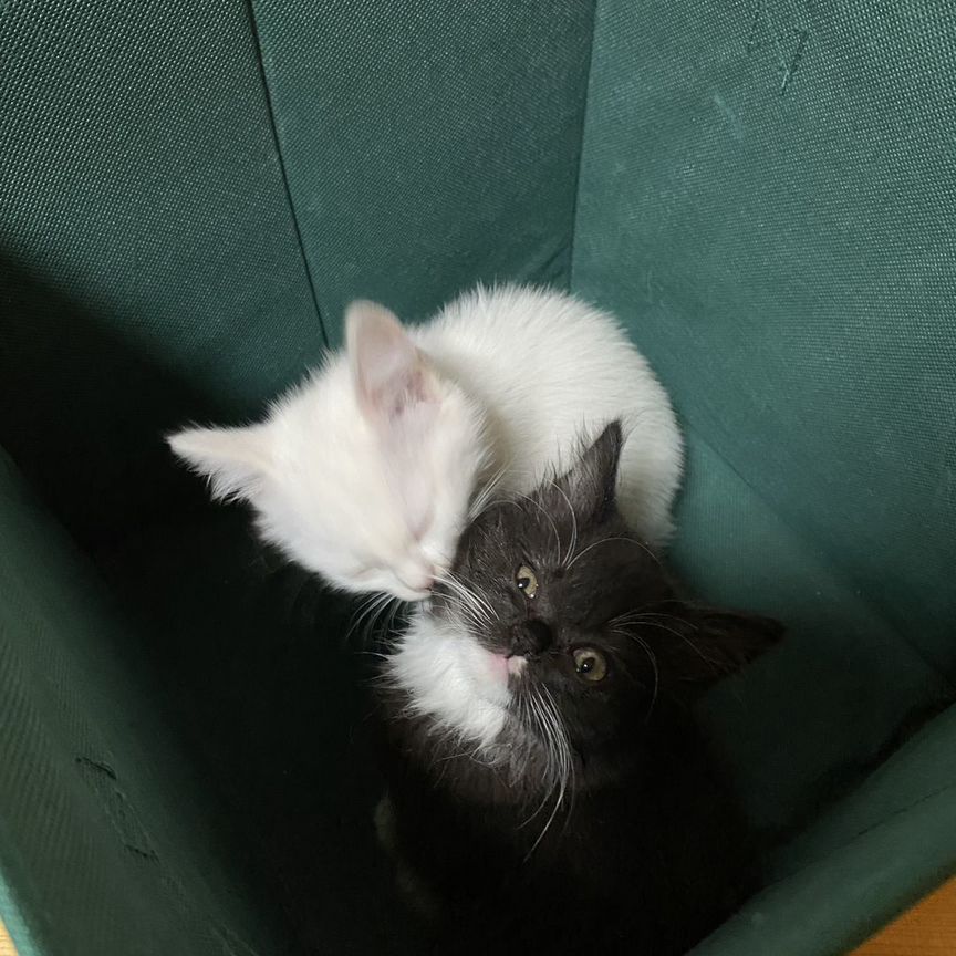 Шотландские прямоухие котята