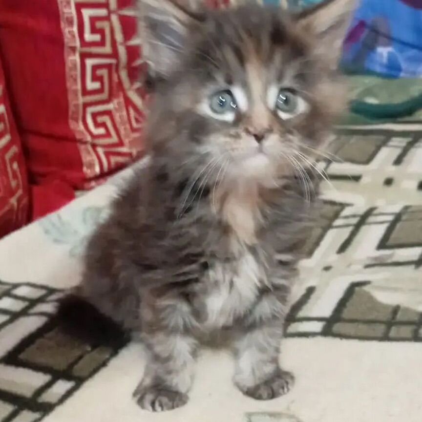Мейн-кун котёнок