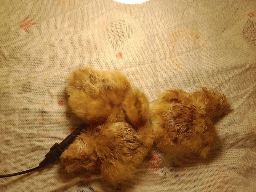 Выведу цыплят на заказ