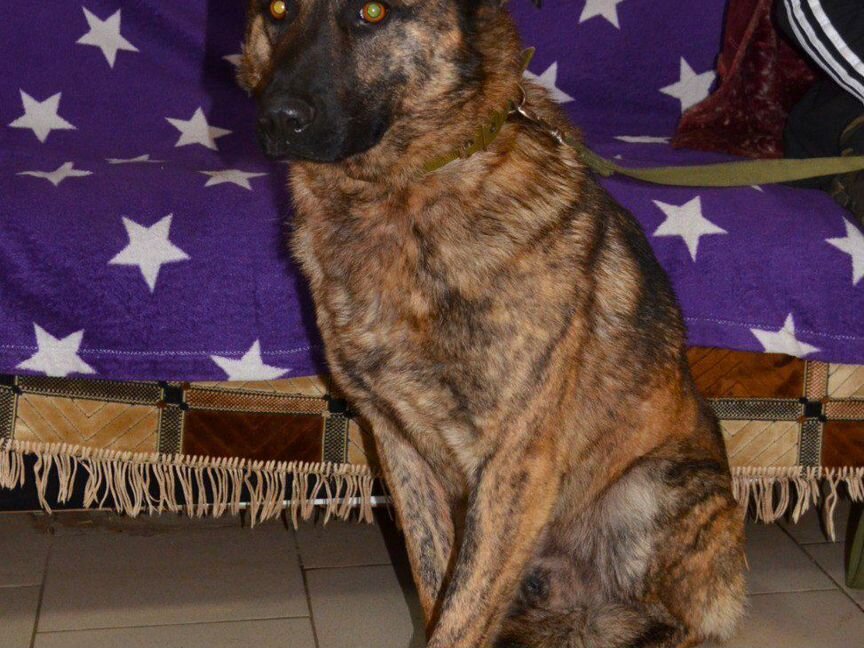 Красивый большой кобель, нужен дом