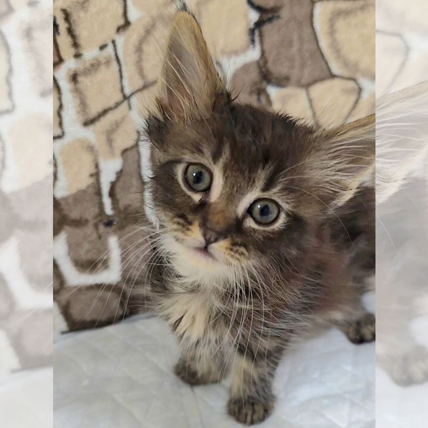 Котёнок в добрые руки