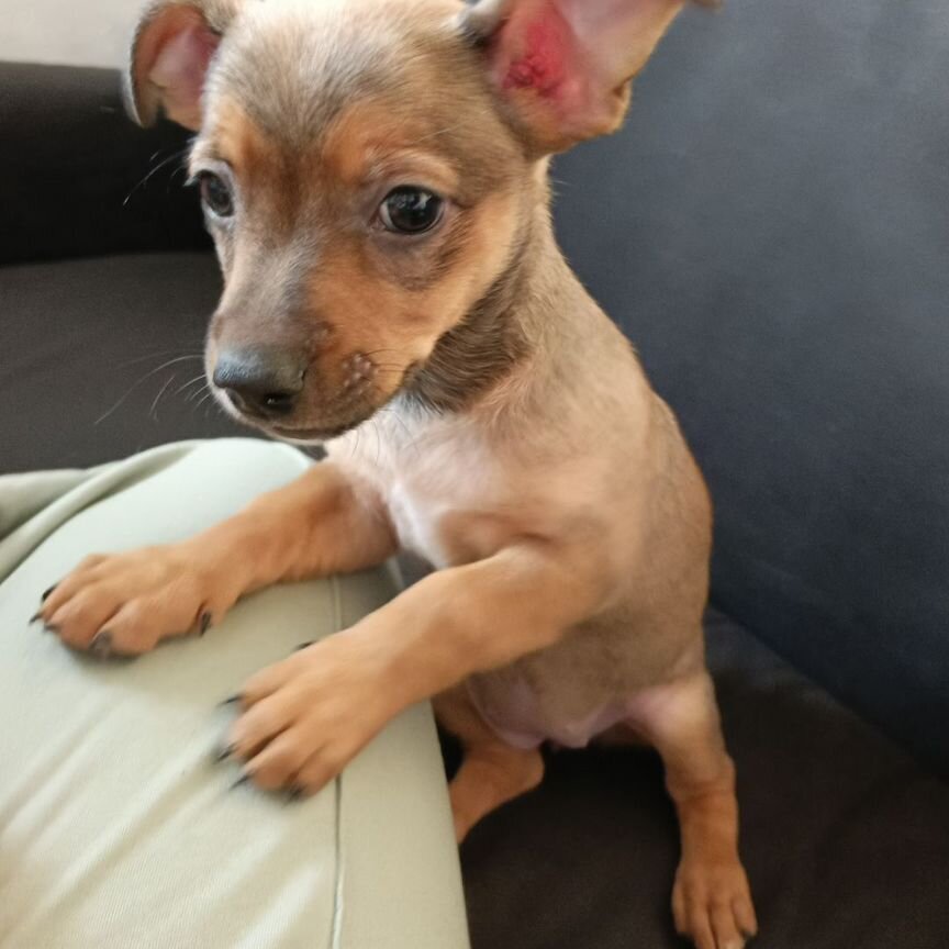 Метис цвергпинчера