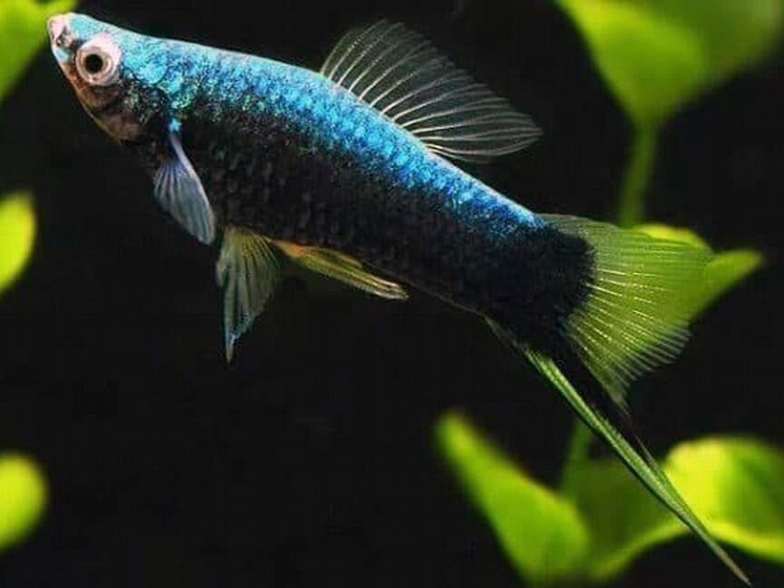 Меченосец черный (Xiphophorus hellerii var Black)