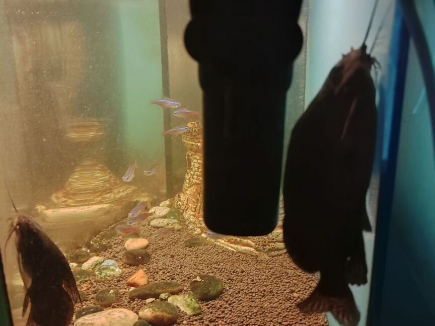 Сом перевертыш