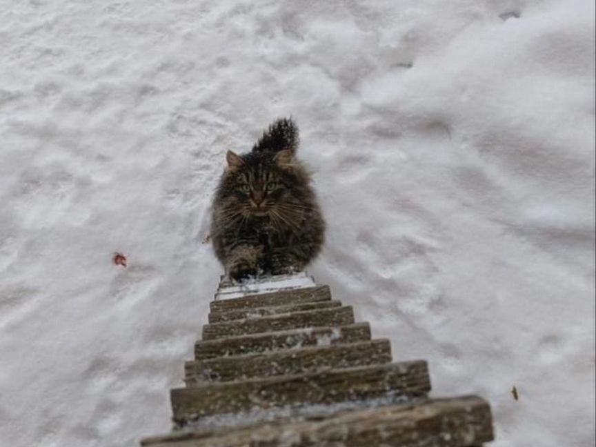 Котик в добрые руки