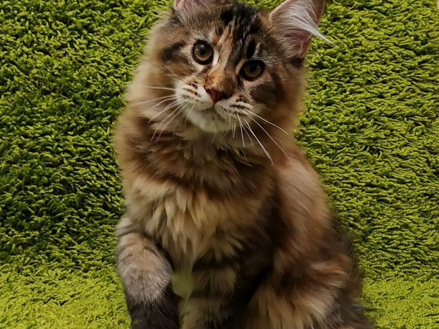 Мейн-кун Тиффани