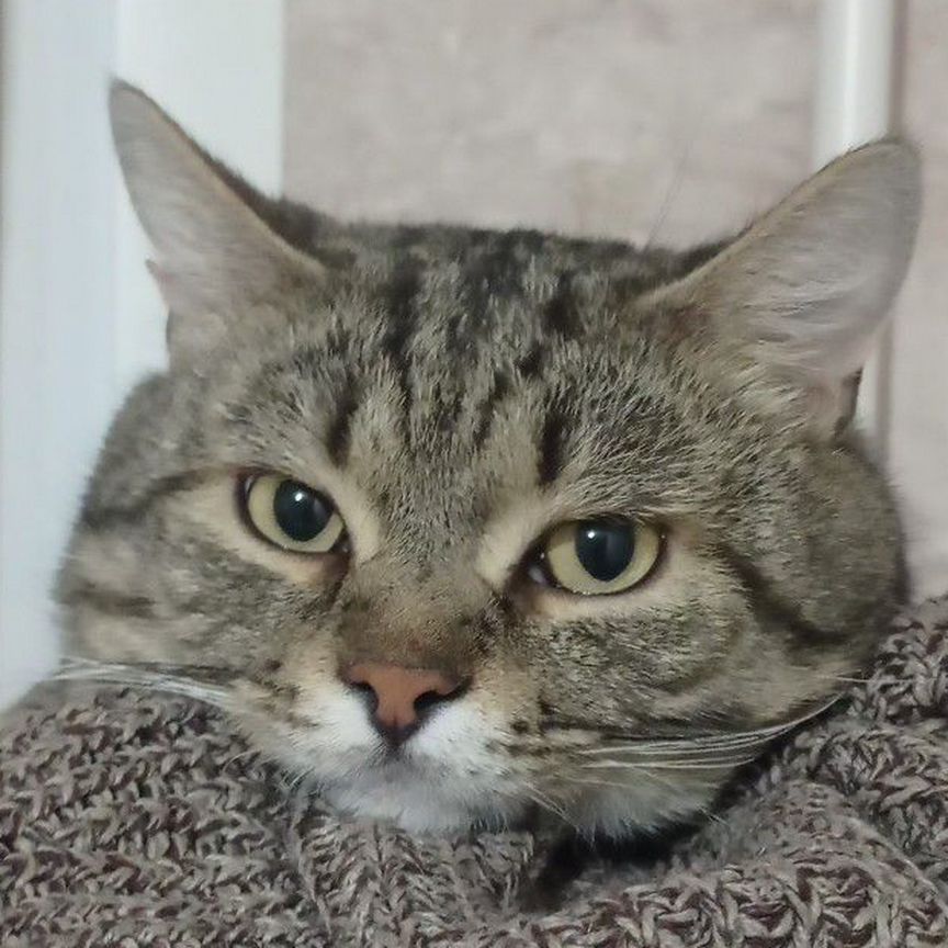 Взрослый кот в добрые руки