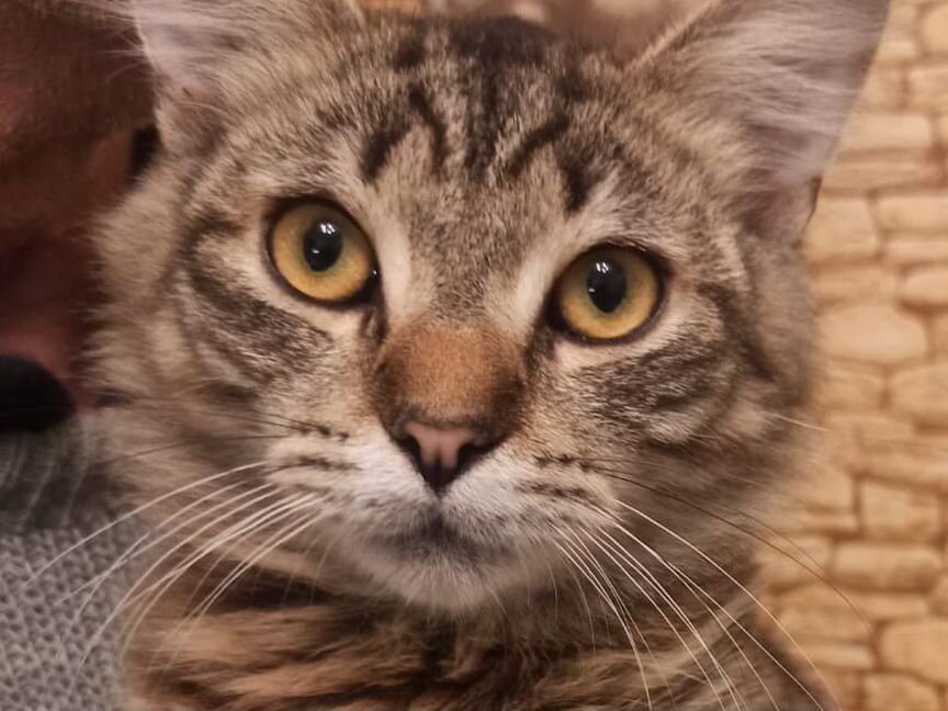 Кот ласковый,6 месяцев, крупненький